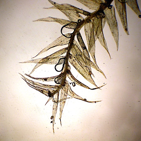 Luopioisten kasvisto