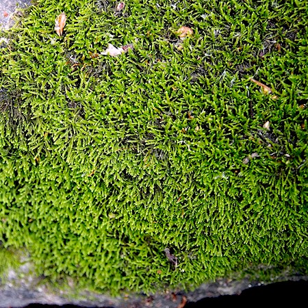 Luopioisten kasvisto